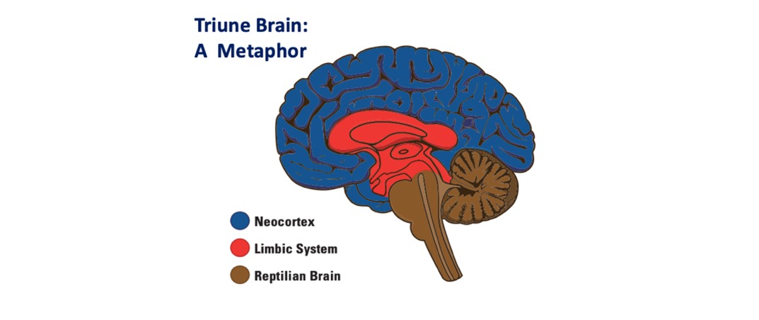 The Truine Brain Model - Salugen Training And Consultancy